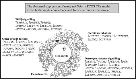 Schematic Representation Of Some Of The Genes That Were Deregulated In