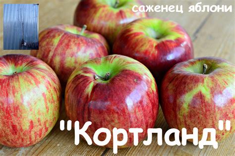 Яблоня Кортланд - купить с доставкой по выгодным ценам в интернет ...