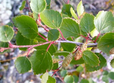 18 Types Of Birch Trees Leaves Identification With Pictures