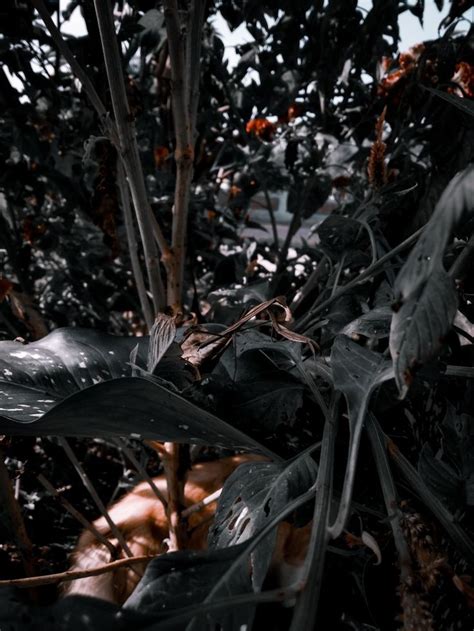 Grasshopper On Leafy Tree