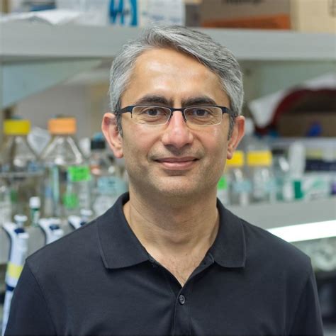 A Neural Circuit For Male Sexual Behavior Drive And Reward