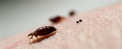 Bed Bugs In The Us Have Developed Extreme Tolerance To Popular
