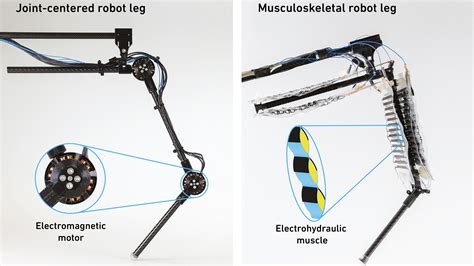 oil filled muscles give this robot leg a spring in its step popular science