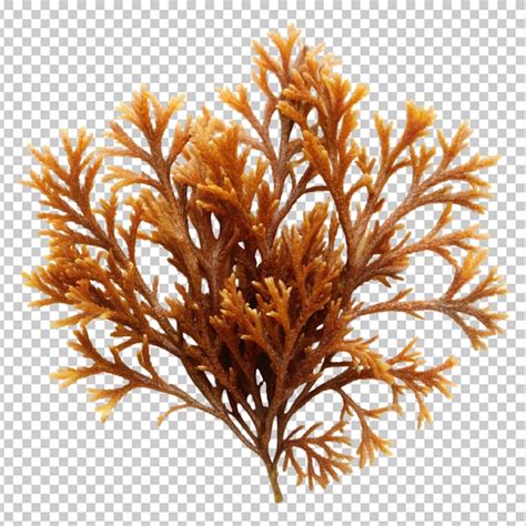 Premium Psd Brown Algae