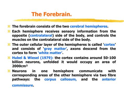 Ppt Biological Bases Of Behaviour Lecture 9 Cerebral Cortex Powerpoint Presentation Id