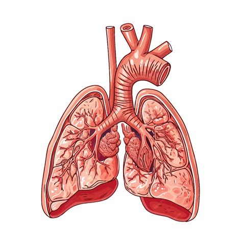 El Timo Es Una P Importante De Los Cuerpos Vector Premium