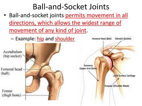 Ppt Human Biology Chapter 20 Support And Movement Powerpoint