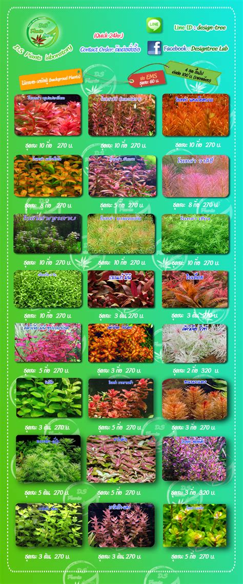 จำหน่ายต้นไม้น้ำ แฮร์กลาสทวิส โรทาล่าฯลฯบัตเตอร์ฟลาย คลิปพาวา อนูเบียส