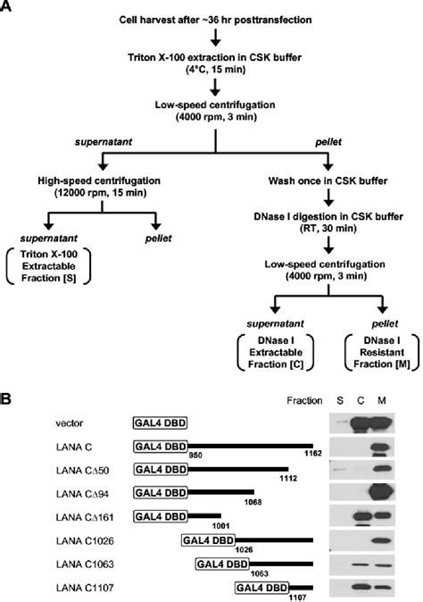 Figure 1 From Latency Associated Nuclear Antigen Of Kaposis Sarcoma Associated Herpesvirus