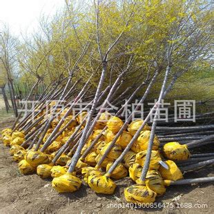 高杆金叶榆造型行道树绿篱苗木地接金叶榆树苗扦插播种小苗盆栽杯 阿里巴巴