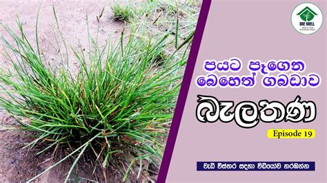 පයට පෑගෙන බෙහෙත් ගබඩාව බැලතණ Episode 19 Youtube