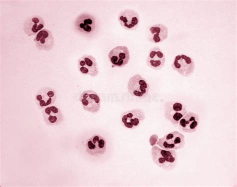 Neutrofili Immagine Stock Immagine Di Ricerca Biologia 23724387