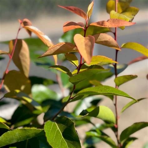 Xylosma Congesta