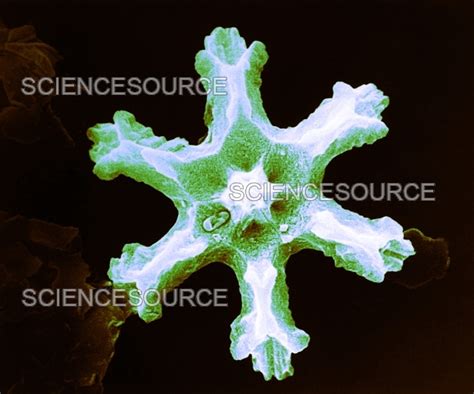 Marine Microfossil Sem Stock Image Science Source Images Marine Microfossil Sem Stock Image Science Source Images