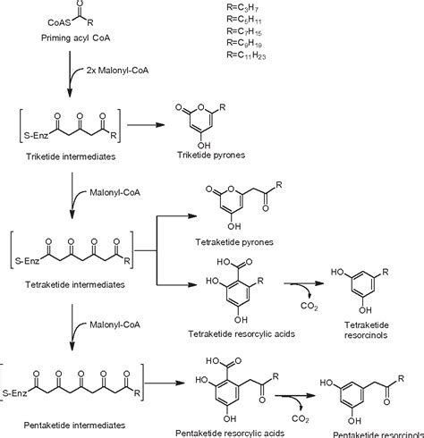 Figure 2 From Cloning And Characterization Of A Type Iii Polyketide Synthase From Aspergillus