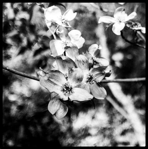 Untitled R Blackandwhite