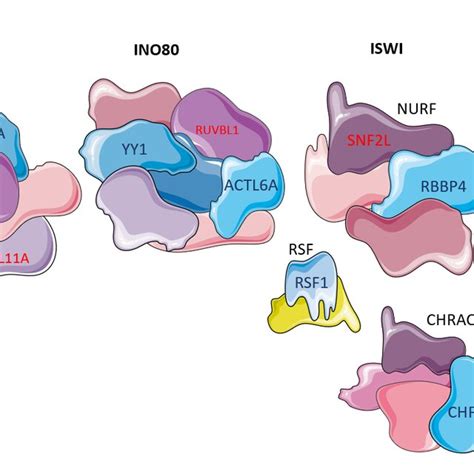 Chromatin Remodeling Complexes And Their Involvement In Ovarian Cancer Download Scientific