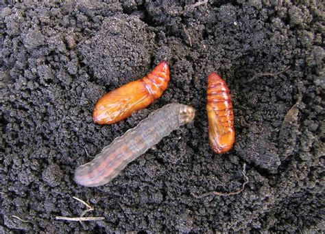 Cutworm Larvae