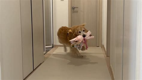 나도 결혼을 남편이랑 했는지 리트리버랑 했는지 헷갈리는 이유 ㅋㅋ Youtube