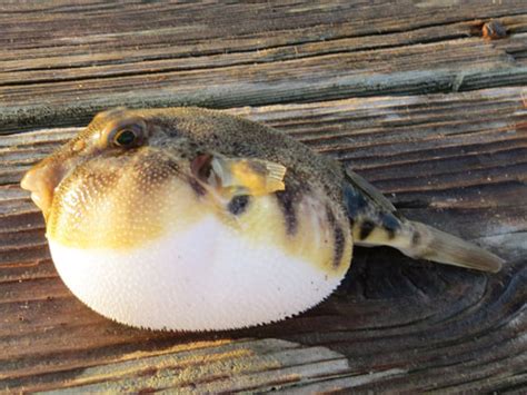 Virginia Saltwater Fish Unusual Species Virginia Saltwater Fishing