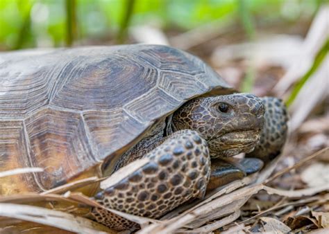 Gopher Tortoise Survey And Gopher Tortoise Removal Fort Pierce Fl Dandr