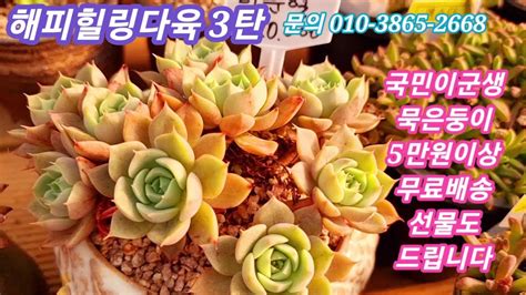 해피힐링다육3탄 착한가격 파랑새군생 5000♡허니핑크♡모니칸♡미씽유♡블루써프라이즈♡꽃피는염좌♡트위스트♡온슬로우♡블로디로즈~~ Youtube