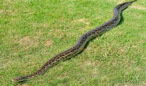 Petmuch Burmese Python Care Habitat And Feeding Guide