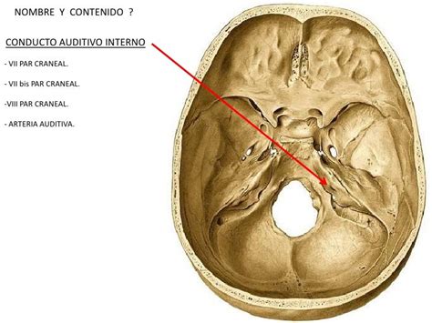 Neuroanato