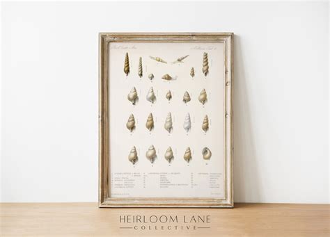 Vintage Snail Shell Drawing Sketch Art Print Printable Digital Download Beach Art Drawing