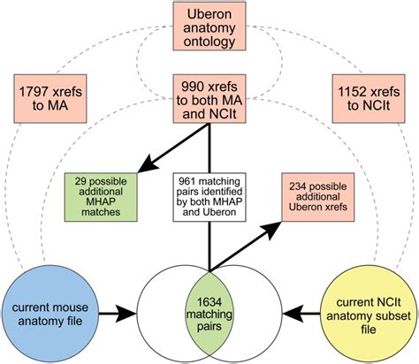 Summary Of Results From Cross Analysis Using Uberon Xrefs Download