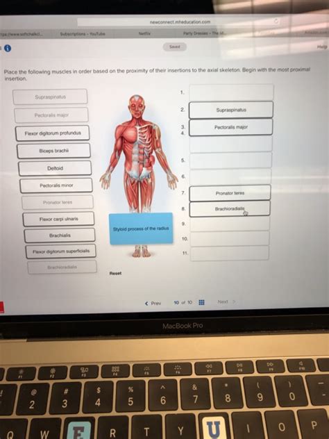 Solved Place The Following Muscles In Order Based On The