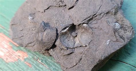 Interesting Fossil About 1 Inch Long Found In Upstate Ny Near Boonville Album On Imgur