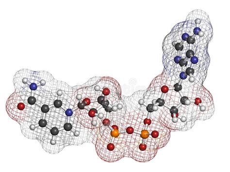 Nicotinamide Adenine Dinucleotide Nad Coenzyme Molecule Important Coenzyme In Many Redox