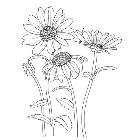 How To Draw A Margarita Flower At Andrea Kirkham Blog