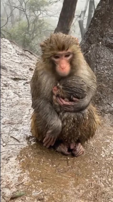 مهر مادری میمون به بچه اش در سرما