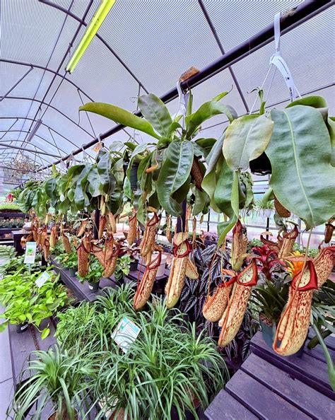 Wiregrass Living Magazine Wiregrass Living Magazine