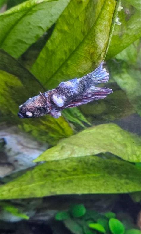 Debating Euthanasia Rbettafish