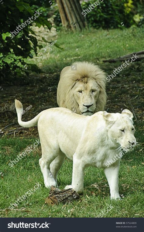 White Lion Lioness Panthera Leo Krugeri 스톡 사진 57524809 Shutterstock