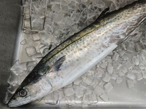 Japanese Spanish Mackerel Sawara Basic Sushi Knowledge Sushi