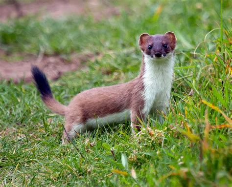 Lasice Hranostaj Mustela Erminea Chovzvířat Cz