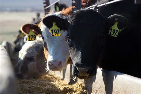 Mycotoxins The Invisible Handicap In Beef Cattle Furst Mcness Company