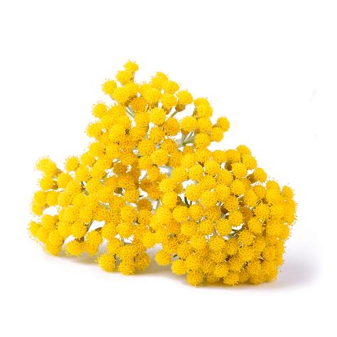 Helichrysum Essential Oil - Chaé Organics