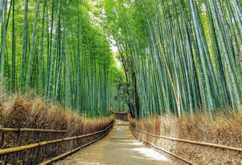 35 Interesting Sagano Bamboo Forest Facts