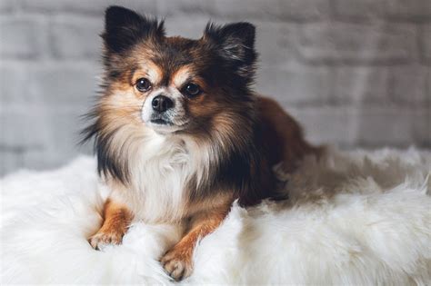 Chihuahua Mix Breeds List