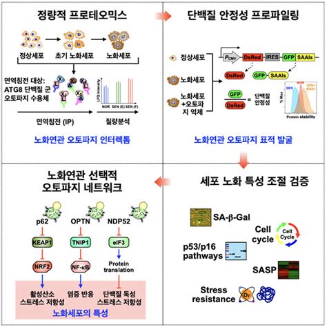 노화세포의 좀비화 기전 규명 수명 연장의 꿈에 다가서나 연구성과 연구 서울대학교
