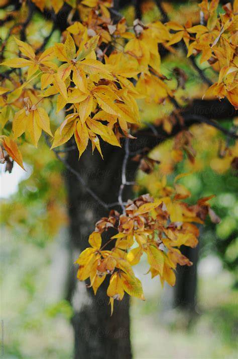 Fall Foliage Turning Colors By Stocksy Contributor Chelsea Victoria Stocksy