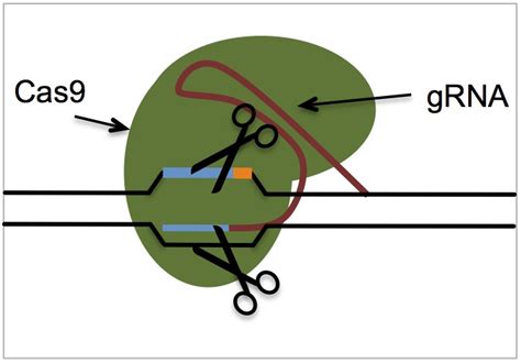 How To Design Your Grna For Crispr Genome Editing