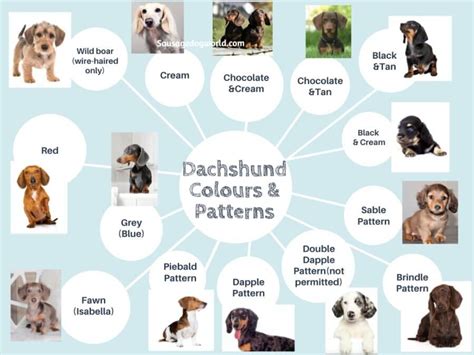 Dachshund Colours And Markings Sausage Dog World