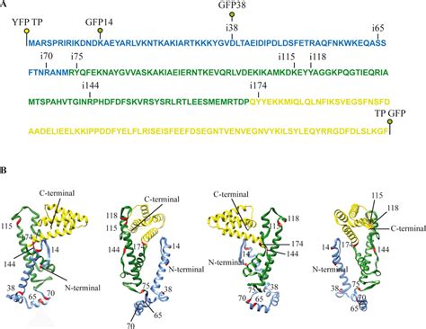Localization Of The Gfp Or 15 Amino Acids Insertions On The Sequence