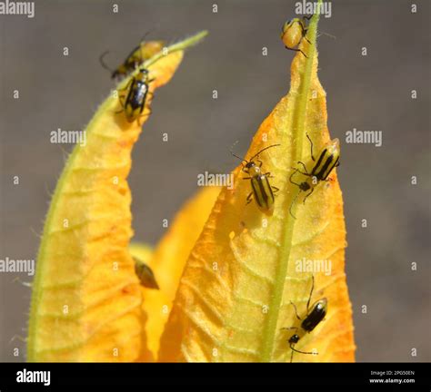 The Plant Is A Harmful Insect Western Corn Beetle Diabrotica
